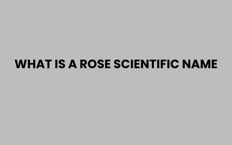 What Is a Rose Scientific Name? Meaning and Origins