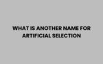 What Is Another Name for Artificial Selection? Find Out Here