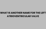 What Is Another Name for the Left Atrioventricular Valve Explained