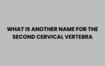 What Is Another Name for the Second Cervical Vertebra?