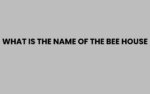 What Is the Name of the Bee House? Types and Facts