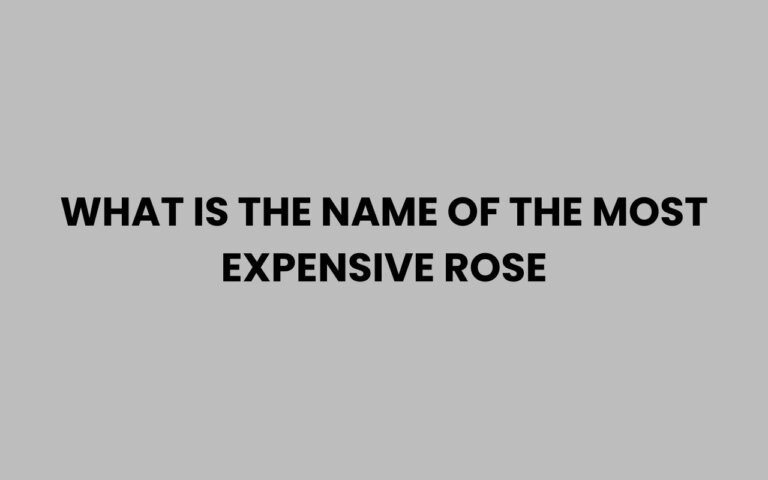 What Is the Name of the Most Expensive Rose in the World?