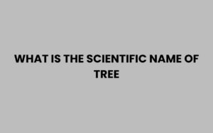 What Is the Scientific Name of Tree and Why It Matters