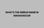 What's the Zebra's Name in Madagascar? Character Guide