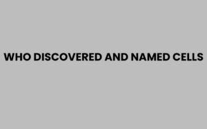 Who Discovered and Named Cells: The Story Behind It